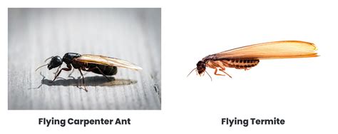 Carpenter Ants Vs Termites