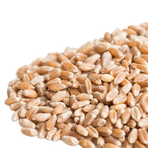 Mumms Sprouting Seeds Indoor Farmer