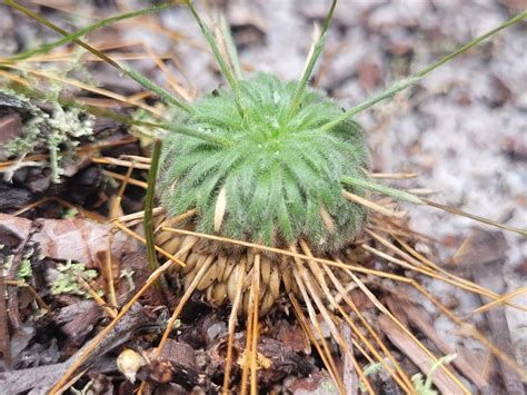 Comanthera Kegeliana From Manaus Am Brasil On March 28 2023 At 11 18 Am By Tales Alves Jr