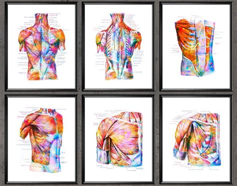 Massage Room Decor Massage Therapy Rooms Muscular System Muscle Anatomy Medical Art Poster