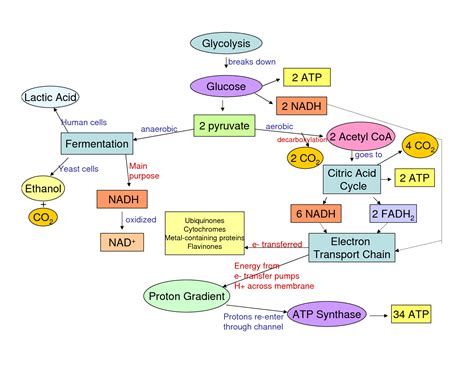 Cellular Respiration Flow Chart