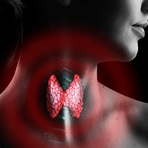 Wertigkeit Der Thyreoperoxidase Endokrine Fachsprechstunde Dr Kluthe