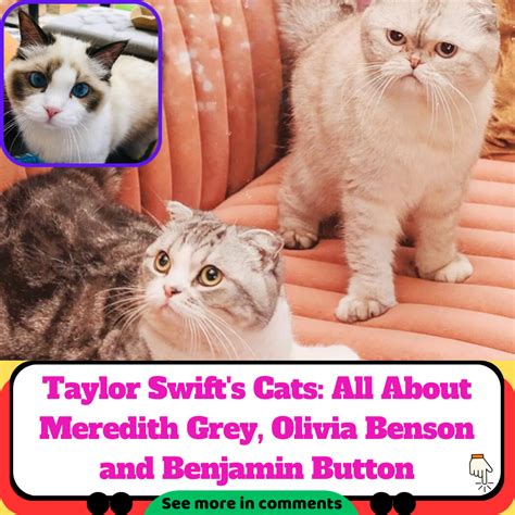 Taylor Swifts Cats All About Meredith Grey Olivia Benson And Benjamin Button News