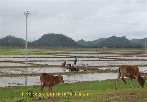 မြန်မာ့လယ်ယာဖွံ့ဖြိုးရေးဘဏ်မှ ရခိုင်လယ်သမား ရှစ်သောင်းကျော်ကို ကျပ်ဘီလီယံ ၆၀ ကျော်ထုတ်ချေးထားပ