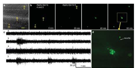 Figure 5 From A Microfluidic Microelectrode Array For Simultaneous Electrophysiology Chemical