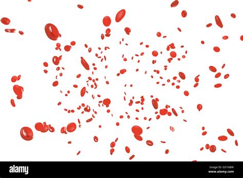 Los Glóbulos Rojos Eritrocitos En El Interior Del Vaso Sanguíneo