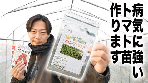 青枯病に負けないトマト苗作り 最強の台木を見つけました【接木苗に挑戦①】 Youtube