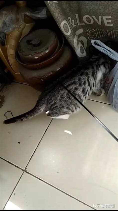 闲鱼平台有人出售虐猫视频，这背后是一个产业链。 知乎