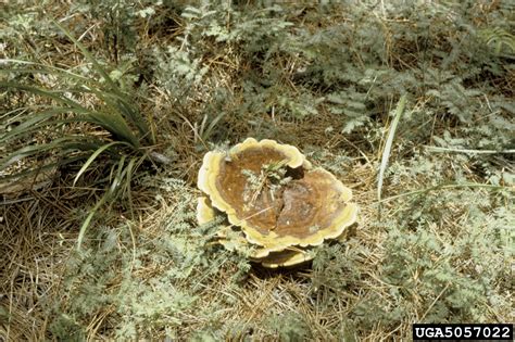 Schweinitzii Root And Butt Disease Phaeolus Schweinitzii