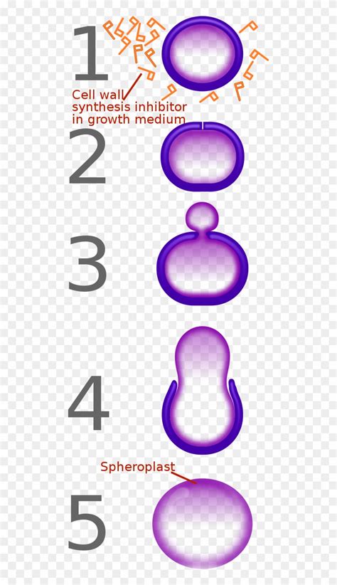 Via Wikimedia Commons Ampicillin Effect On Bacteria Full Size Png