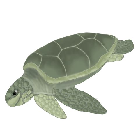 Flatback Day Seaturtleweek