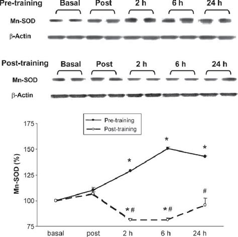 Western Blot Analysis Of Mn Sod In Pbmc In Response To Acute Eccentric