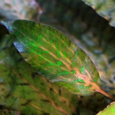 チャーム（ペット） （水草）クリプトコリネ ヌーリー ルミナリエグリーン Telang Selatan Lipis産（水中葉）（無農薬）（1株