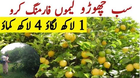 Lemon Farming In Pakistan Part 3 Farm Management Farming Youtube