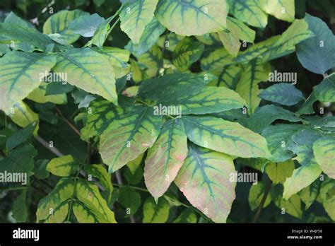 Multi Colored Leaves Stock Photo Alamy