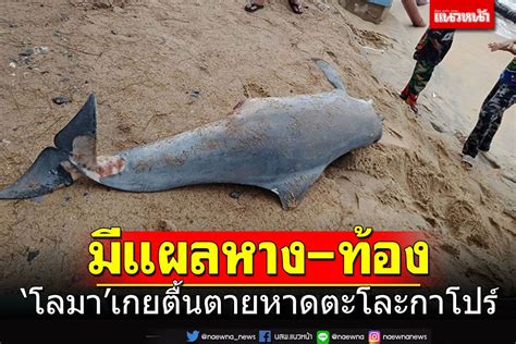 ข่าว Like สาระ มีแผลหาง ท้อง โลมาหลังโหนกเกยตื้นตาย หาดตะโล๊ะกา