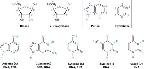 28 2 Nucleotides And Nucleic Acids Chemistry Libretexts