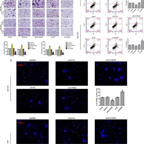 Effect Of Mir 186 On Proliferation Apoptosis Migration And Invasion
