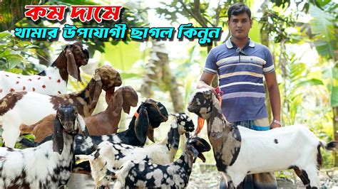 কম দামে খামার উপযোগী ছাগল কিনুন। স্বাধীন ভাইয়ের বাণিজ্যিক খামার থেকে