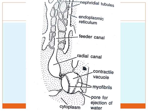 Osmoregulation In Fresh Water Protozoa Shampa Jain Ppt