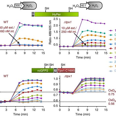 Oxidation Of Hyper And Rogfp Derivatives Upon Extracellular H2o2