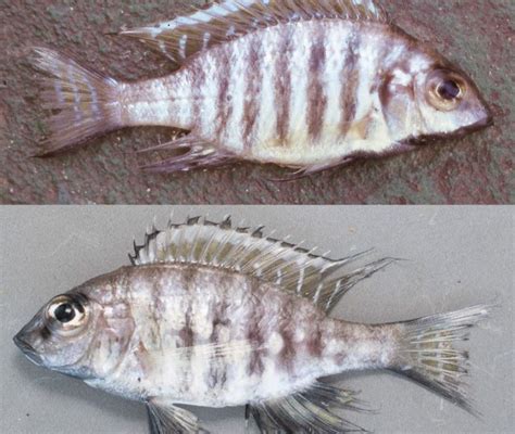 Species New To Science [ichthyology • 2022] Lethrinops Atrilabris • A New Species Of Deep Water