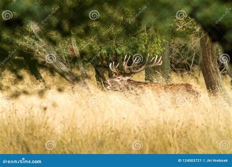 Male Red Deer Cervus Elaphus With Huge Antlers During Mating Season In