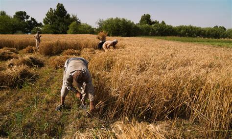 Clima Provoca Baja En Producción Mundial De Cereales Imagen Agropecuaria