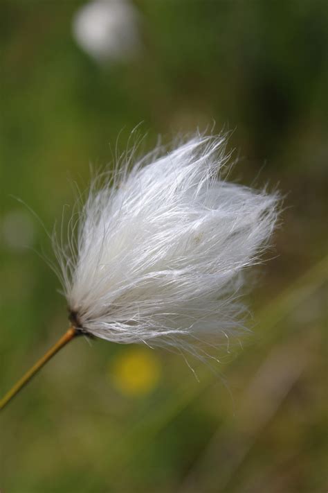 Cotton Grass Nature Plant Free Photo On Pixabay