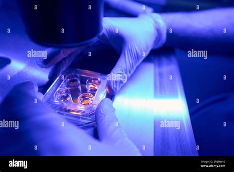 Close Up Of Reproductive Specialist Studying Embryos Under Microscope Stock Photo Alamy