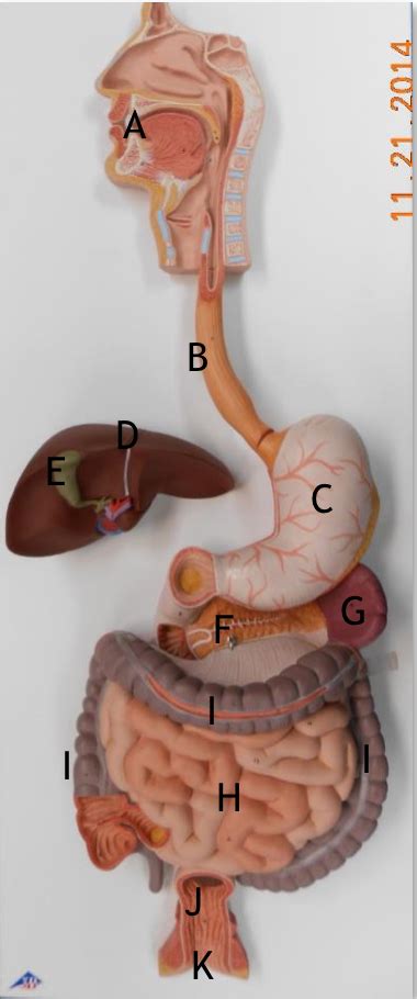 A P Ii Lab Digestive System Diagram Quizlet