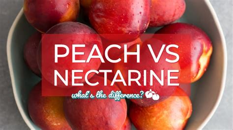 Apricot Vs Peach Vs Nectarine At Miguelina Cotten Blog