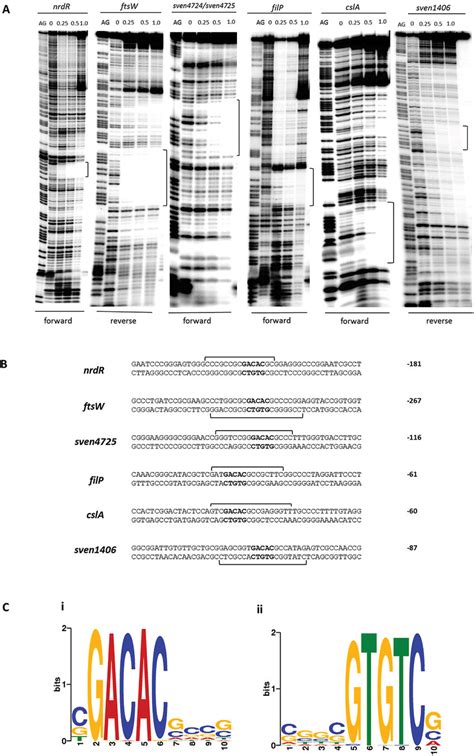 Dnase I Footprinting Analysis Of Whia Binding To The Promoter Regions