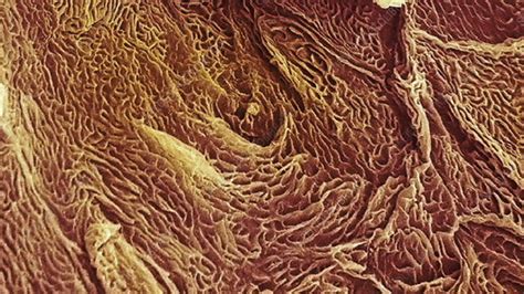 Skin Surface Sem Stock Video Clip K0015900 Science Photo Library