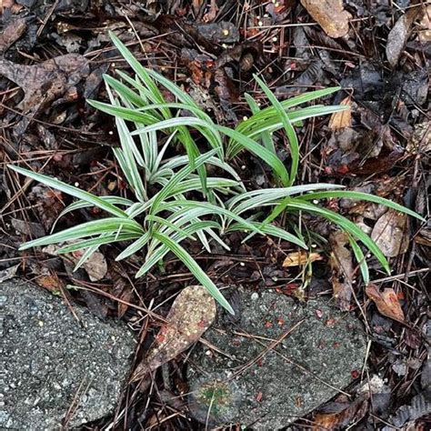 Variegated Mondo Grass Ophiopogon Japonicus Variegata