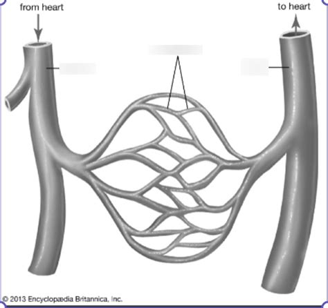 Capillaries Diagram Quizlet