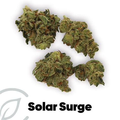 Buy Solar Surge Mini Buds Online Curaleaf Sarasota Sarasota