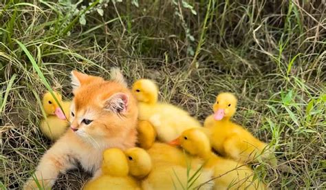Kitten Takes Duckling Friends On An Adventure Animals Around The Globe