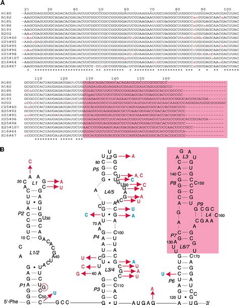 A Selected Ribozyme Catalyzing Diverse Dipeptide Synthesis Chemistry