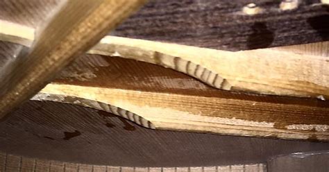 Epiphone 12 String Repair Both Braces Glued Album On Imgur