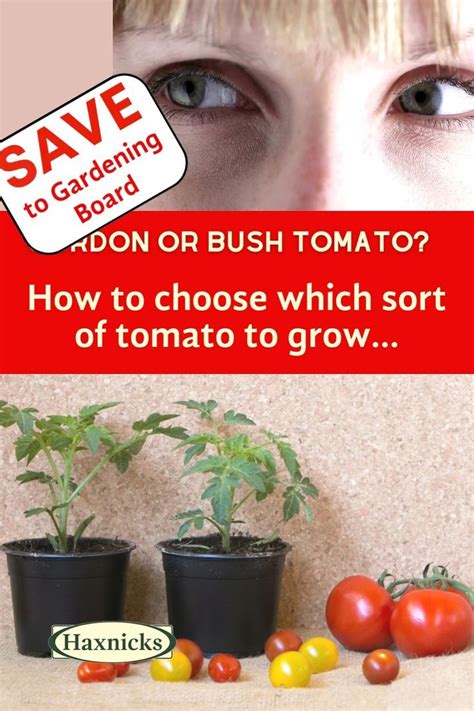 10 Tomato Growing Tips For Growing Bigger Juicier Tomatoes Artofit