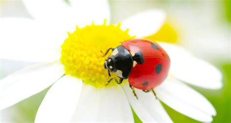 Ladybug Symbolism And Meaning As Spirit Totem And Power Animal