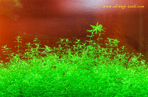 Pear Grass Forest In A Shrimp Tank Shrimp Tank
