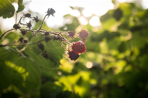 벨기에 숲에있는 천연 나무 딸기 자연을 저장하고 보호하십시오 가벼운 그림으로 아름다운 풍경 0명에 대한 스톡 사진 및 기타 이미지 Istock