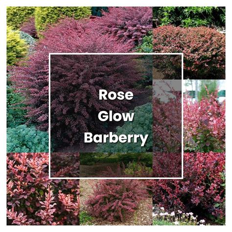 How To Grow Rose Glow Barberry Plant Care And Tips Norwichgardener