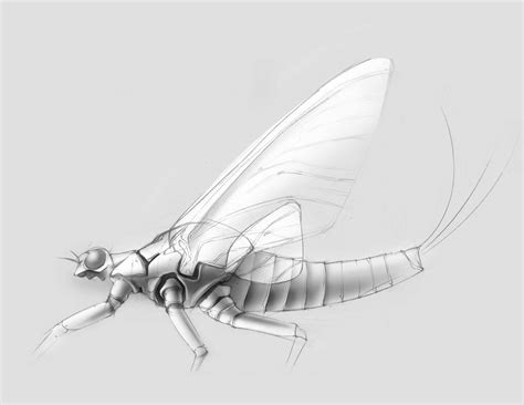 Sketches Wildlife By Alex Halverson At