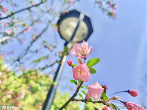 春摄影图 自然风景 自然景观 摄影图库 昵图网