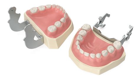 Dental Anatomy Pediatric Typodont Model With Removable Teeth 3D Model