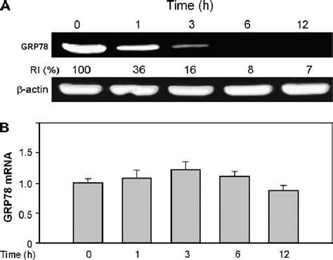 DON Treatment Does Not Affect GRP78 Gene Expression In Peritoneal
