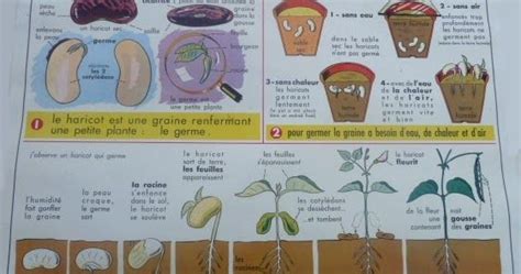 La Germination Du Haricot Affiche Scolaire La Germination Leçon De